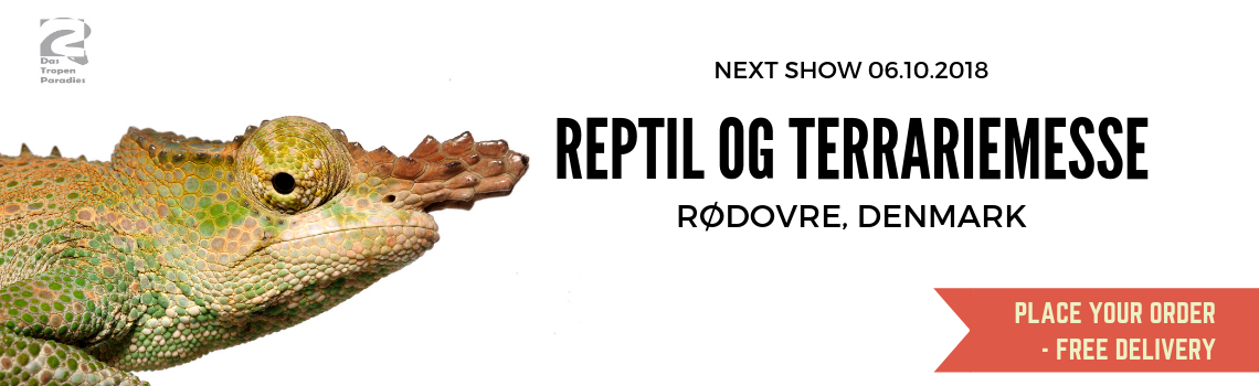 Das Tropenparadies - Reptilien und Terraristik Großhandel - Import Export
